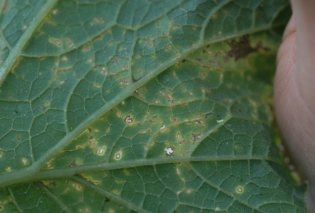 Oregon State University Plant Clinic